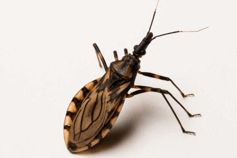 Os Segredos do Inseto Barbeiro - Controle de Pragas